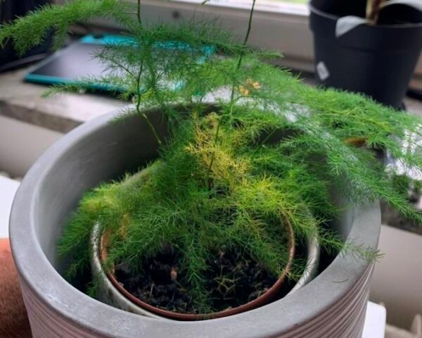 Yellowing Asparagus Fern (Why + Fixes) - Gardensline
