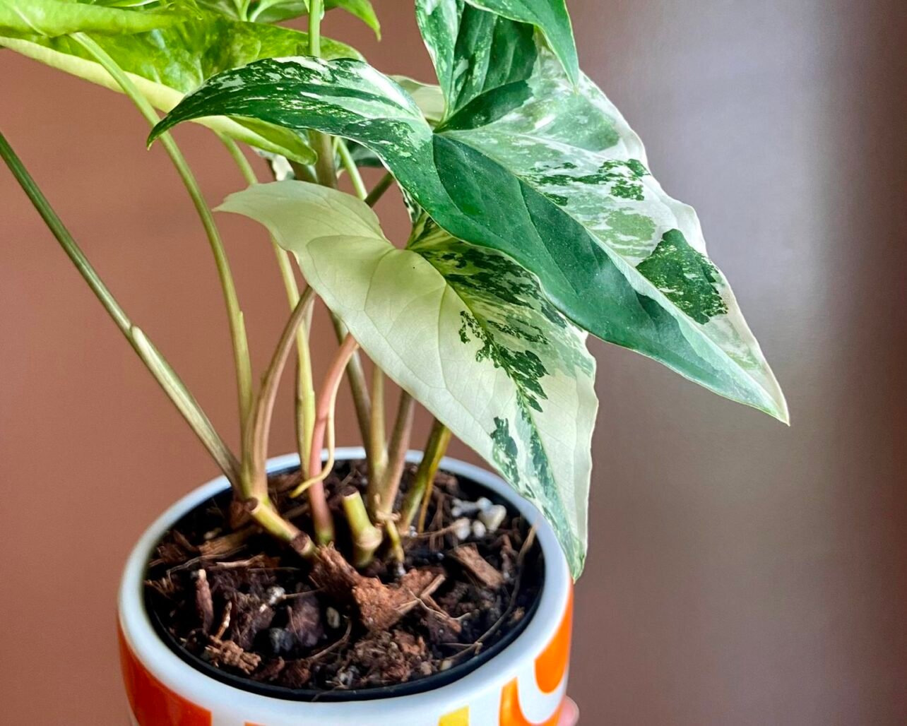 Syngonium Albo Care