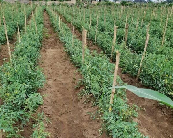 Tomato Plant Spacing Guide: Garden, Containers, Raised Bed or Open ...